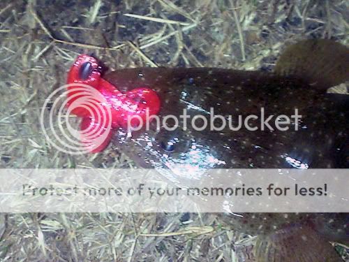 Fishing the Tweed at Boyds Bay Bridge - Saltwater - Australian Fishing ...