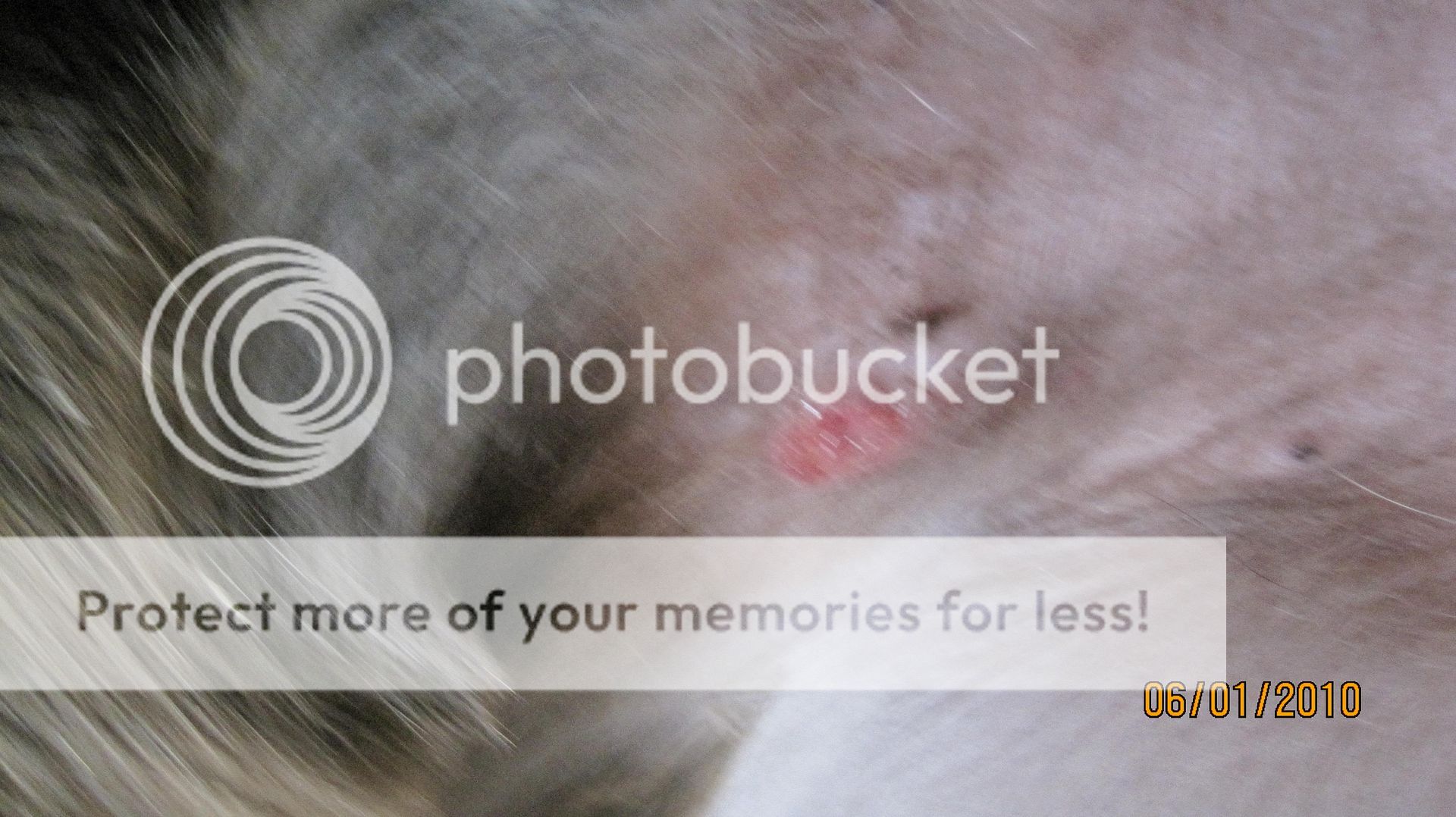 Help, Zeva got a hot spot, I think | German Shepherds Forum