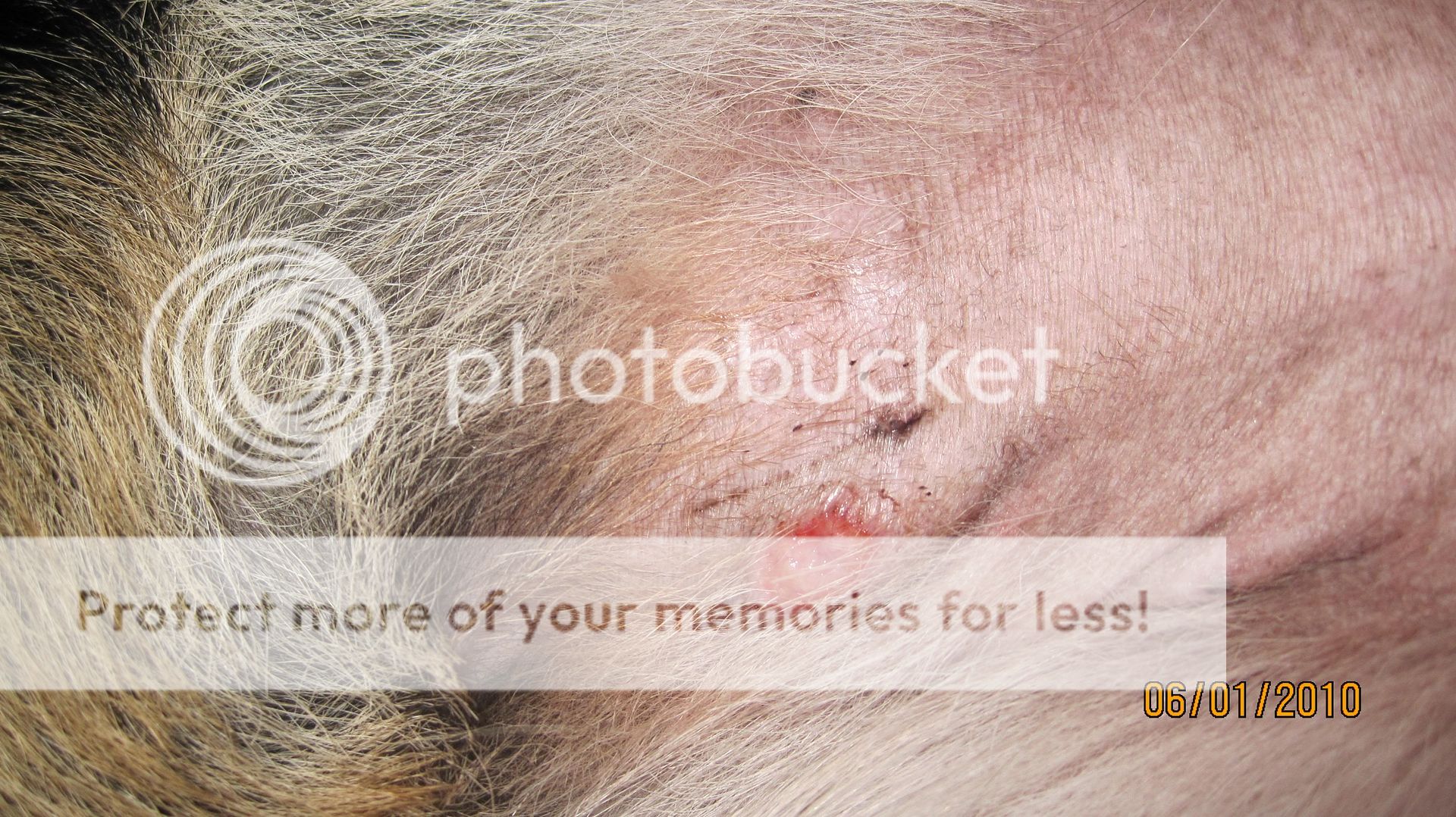 Help, Zeva got a hot spot, I think | German Shepherds Forum