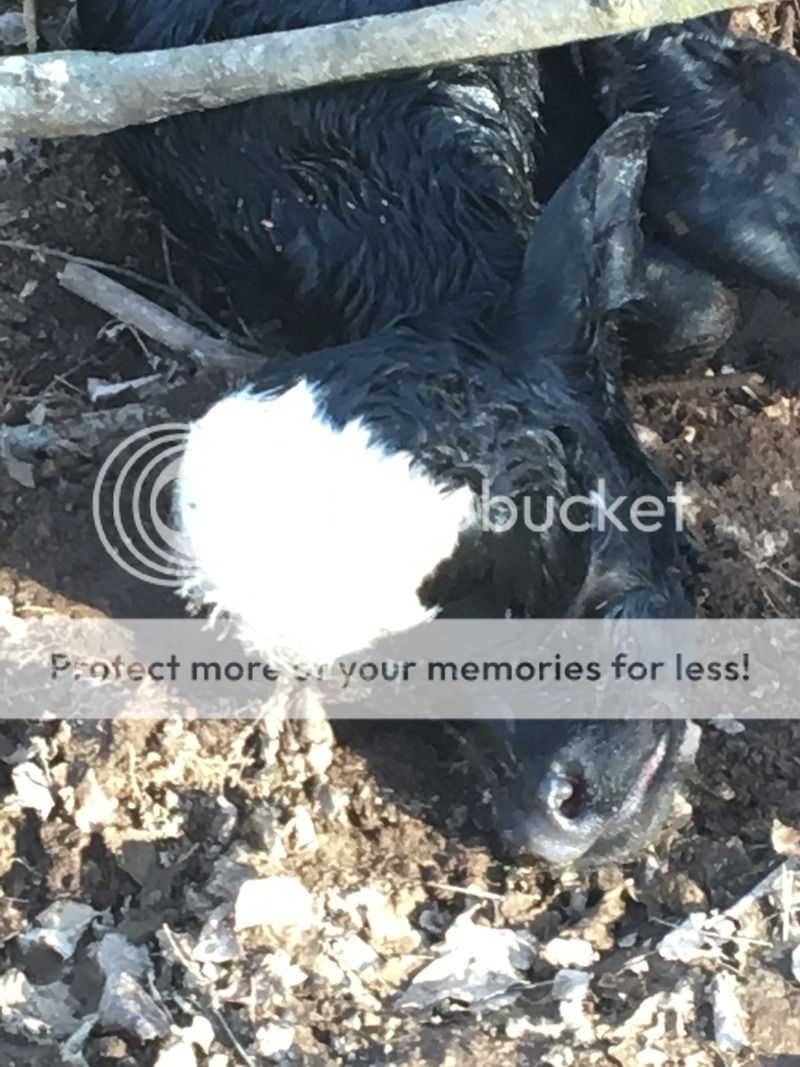 Calf born with deformed head | CattleToday.com - Cattle, Cow & Ranching ...