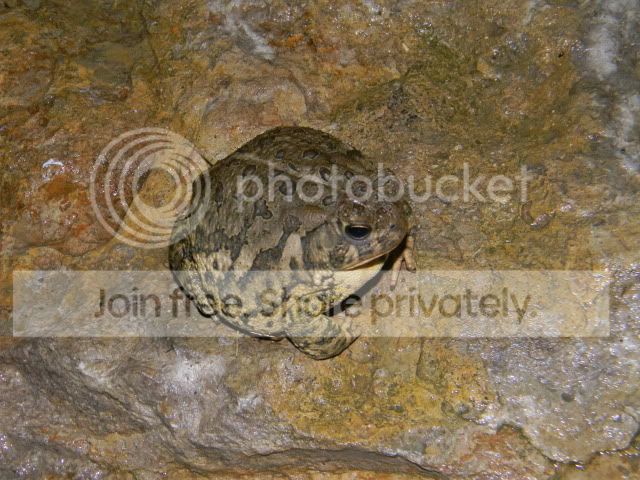 woodhouse toads of tulsa county Oklahoma - Field Herp Forum