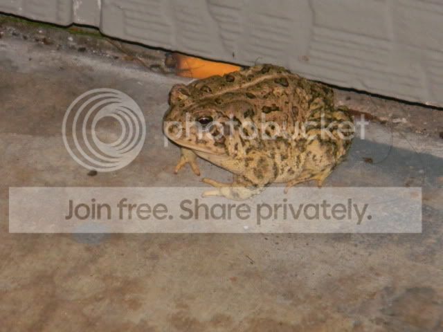woodhouse toads of tulsa county Oklahoma - Field Herp Forum