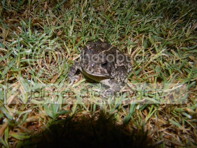 woodhouse toads of tulsa county Oklahoma - Field Herp Forum